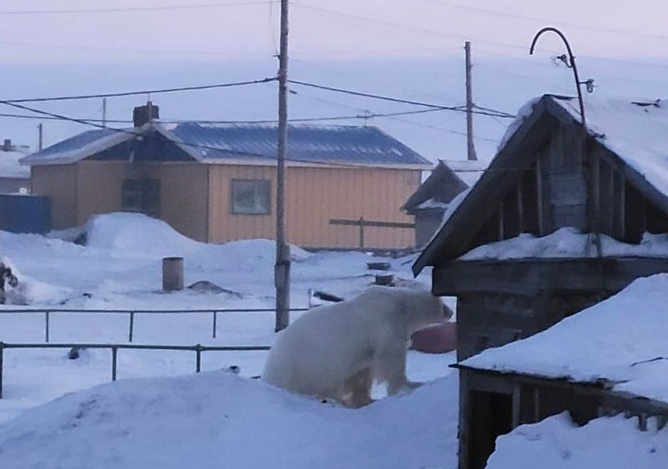 Новости из жизни белых медведей: появление на публике медвежат в якутском зоопарке и прогулка ...